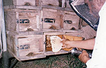 The Value and Types of Yemeni Honey [Archives:2000/17/Last Page ...